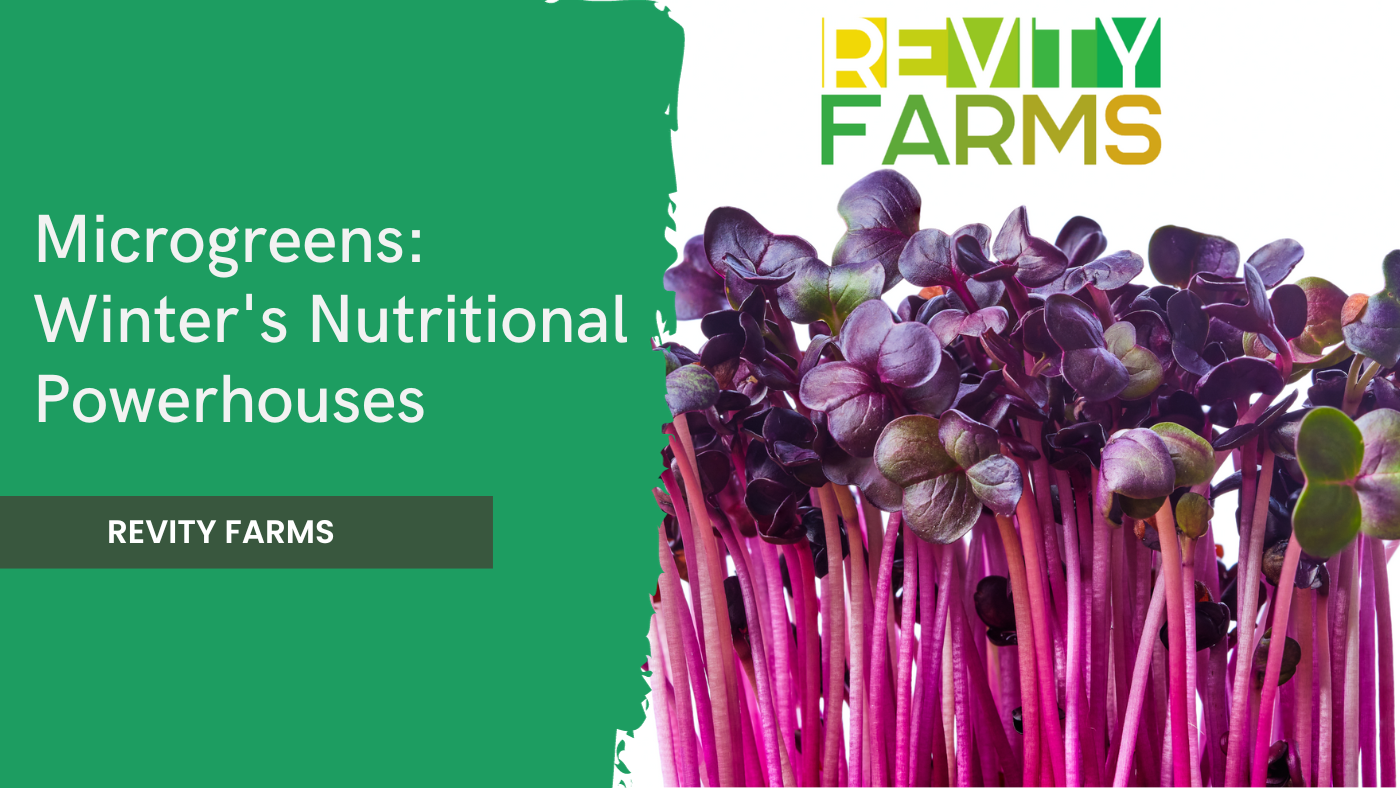 Microgreens: Winter's Nutritional Powerhouses – Revity Farms