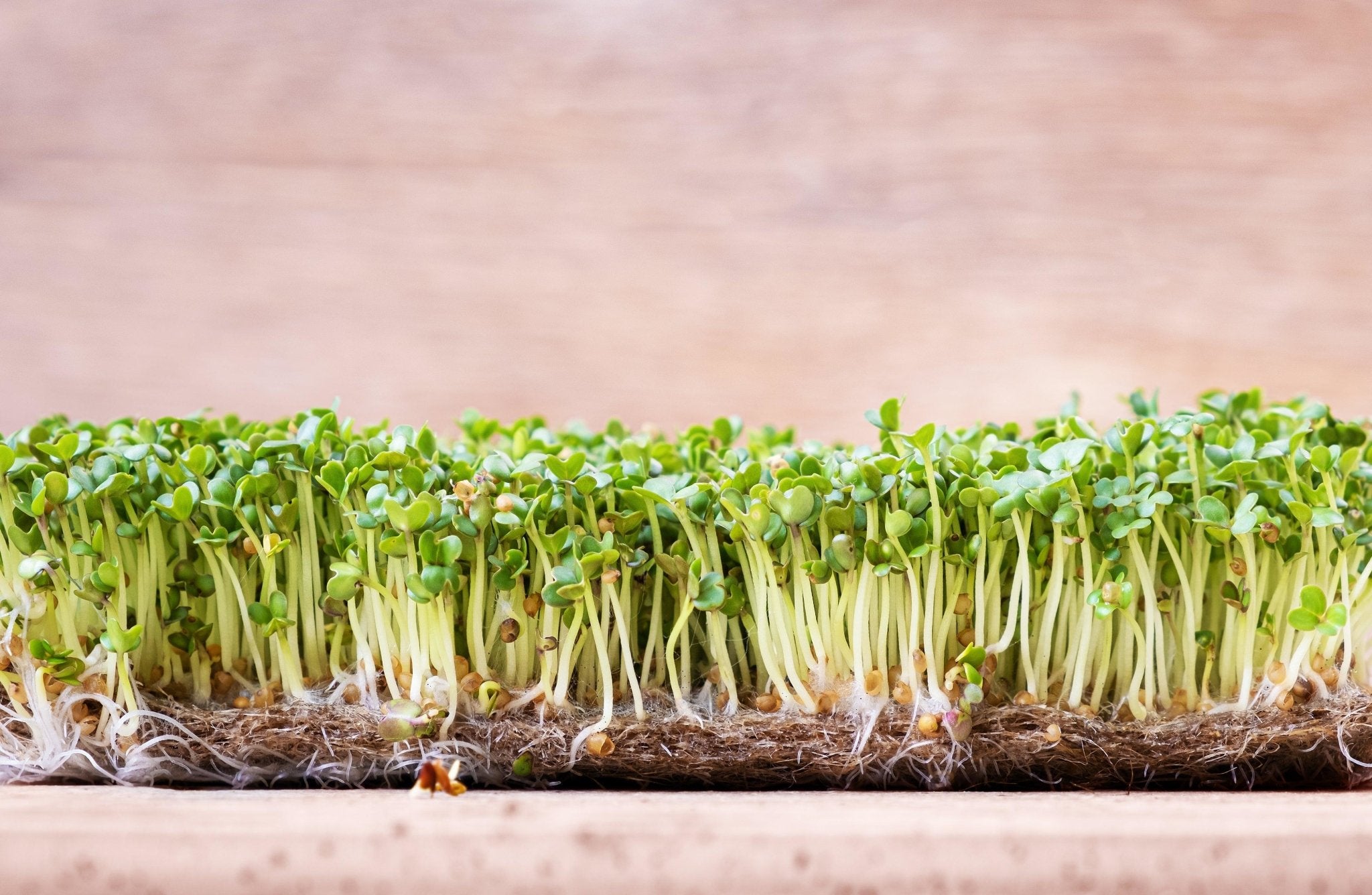 Farm to Table, Over Forty Microgreen Sprout Varieties – Revity Farms